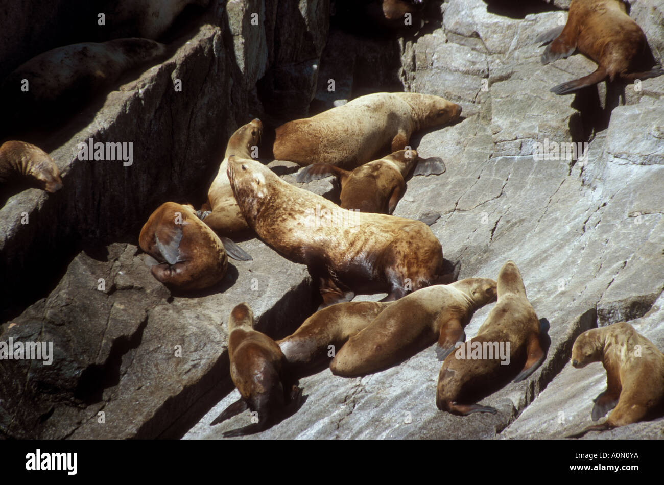 Sealions Eumetopias jubatus on rookery Chiswell Islands Alaska Maritime ...