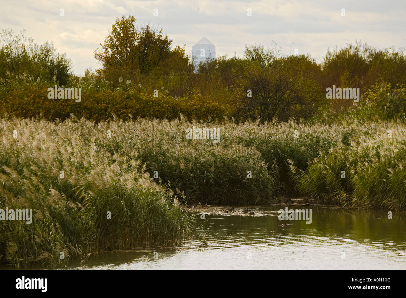 Reed beds at Cuckold Haven, Barking, Creek, London, UK Stock Photo - Alamy