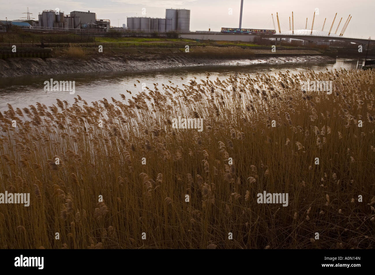 Reed beds river lea hi-res stock photography and images - Alamy