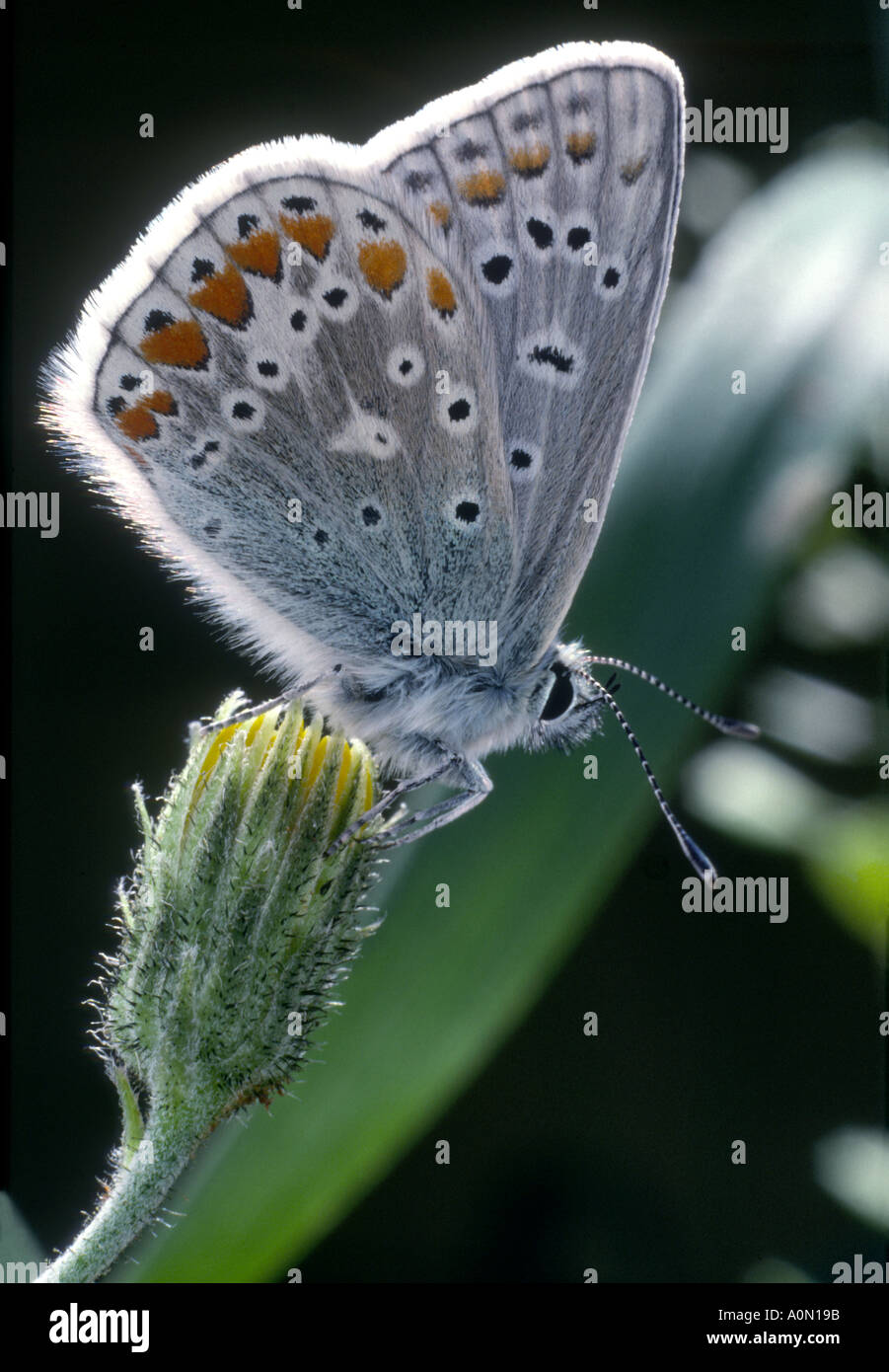 Common Blue Butterfly Stock Photo - Alamy