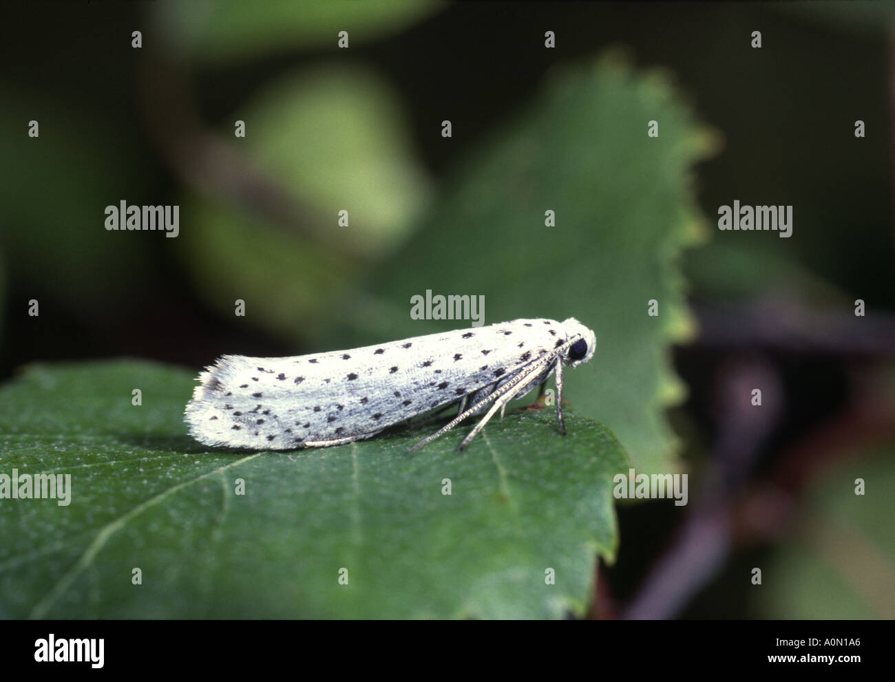 Apple Ermine Moth Stock Photo - Alamy