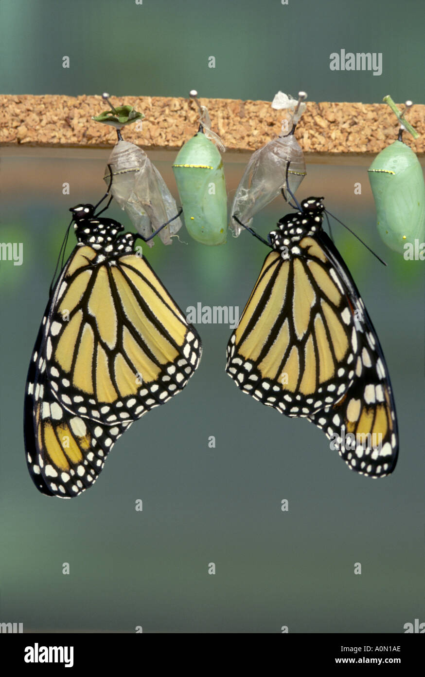 Adult monarch with pupae hi-res stock photography and images - Alamy