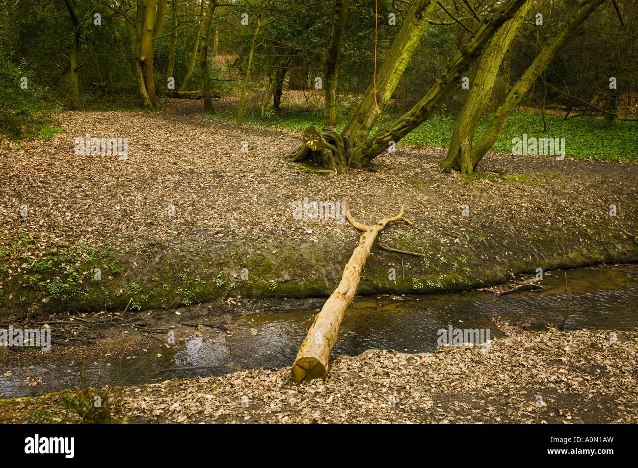 A fallen log provides a bridge across the River Ching, Highams Park ...