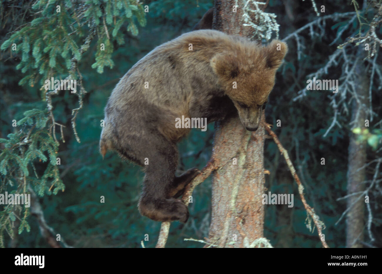 Climbing a spruce tree hi-res stock photography and images - Alamy