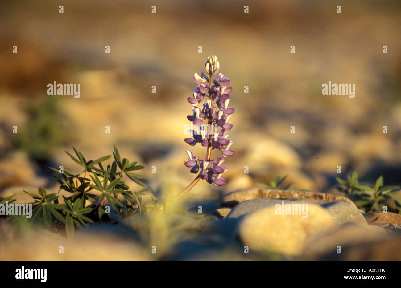 Lupine flower Lupinum nootkatensis blooming midnight sun Killik river ...