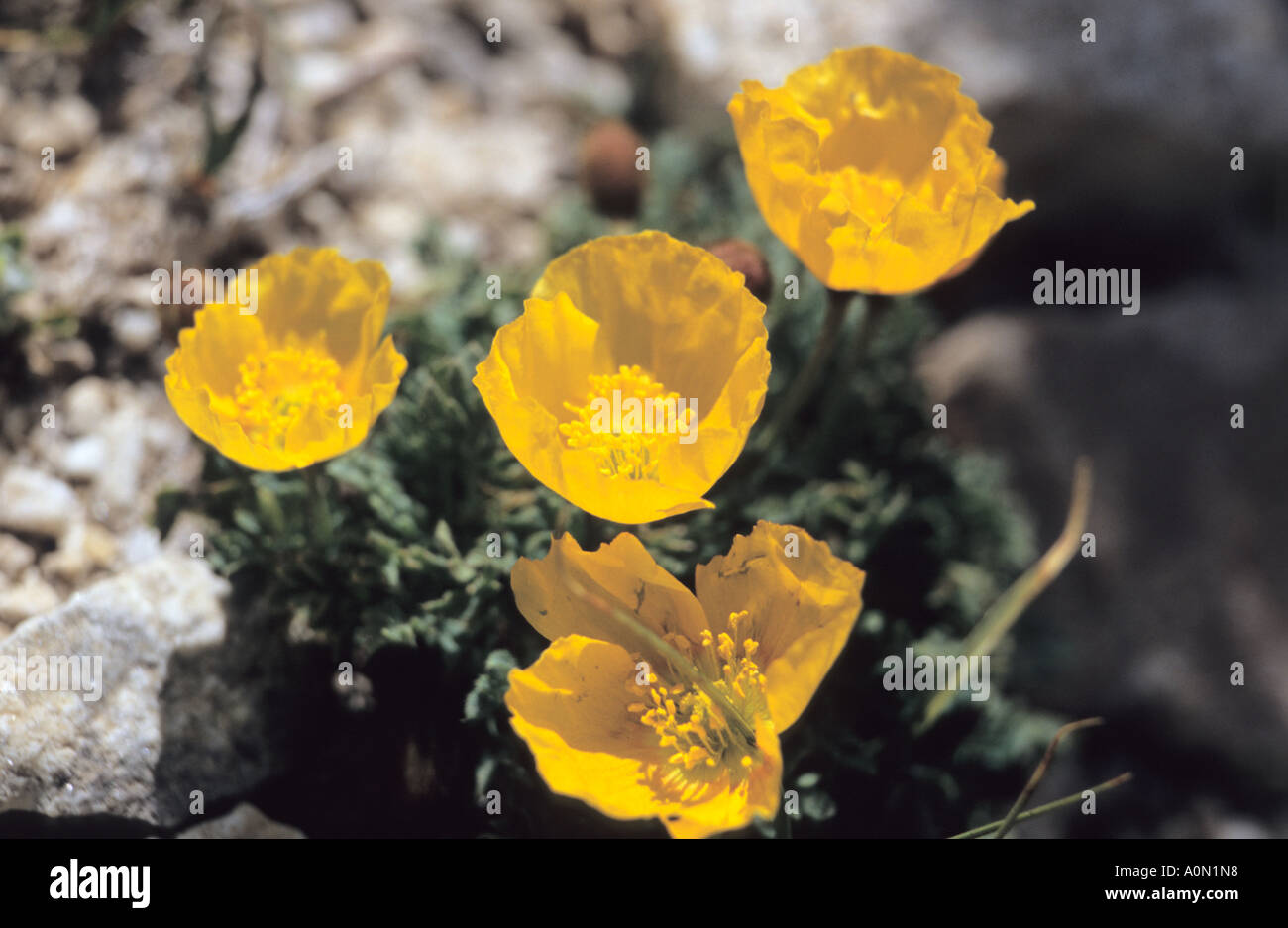 Pirin poppy hi-res stock photography and images - Alamy