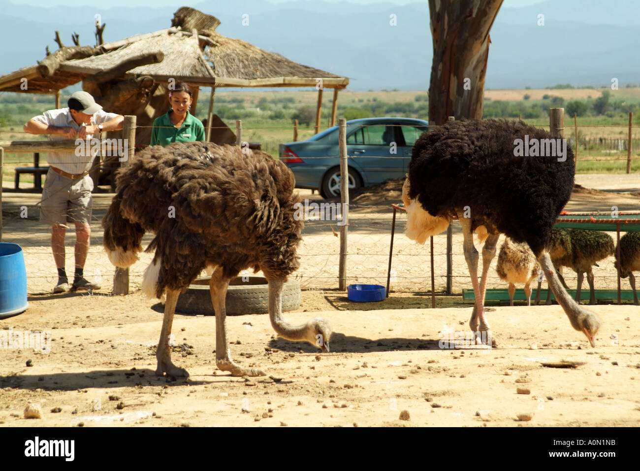 Ostrich feathers production hi-res stock photography and images - Alamy