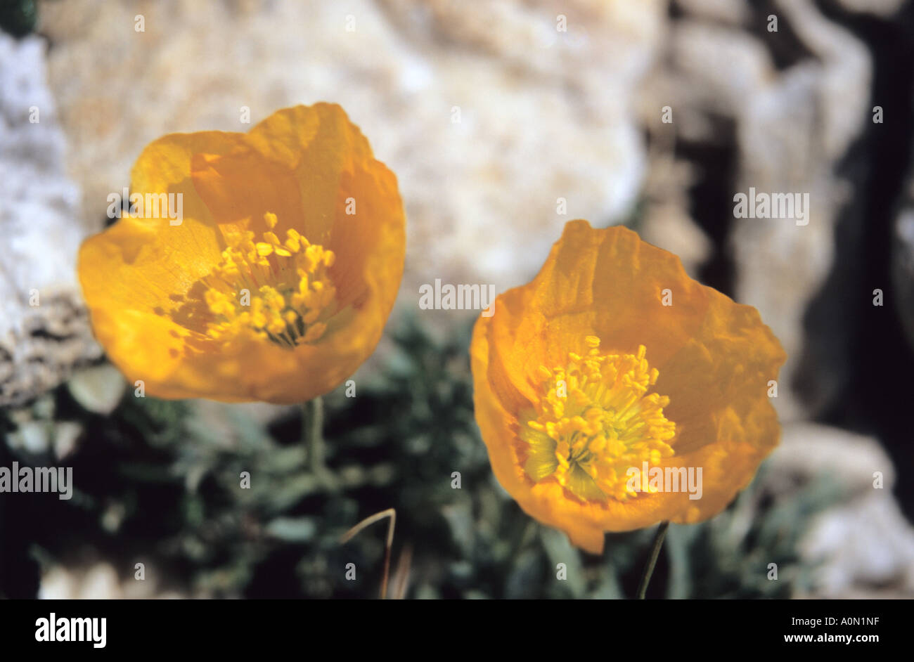 Pirin poppy hi-res stock photography and images - Alamy