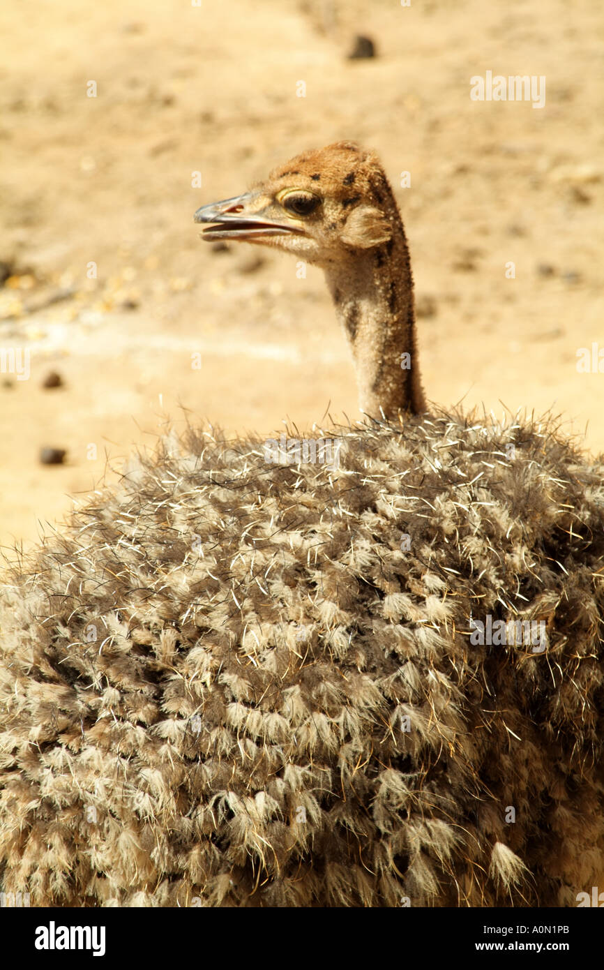 Young ostrich farming in Oudtshoorn in the Karoo region South Africa ...