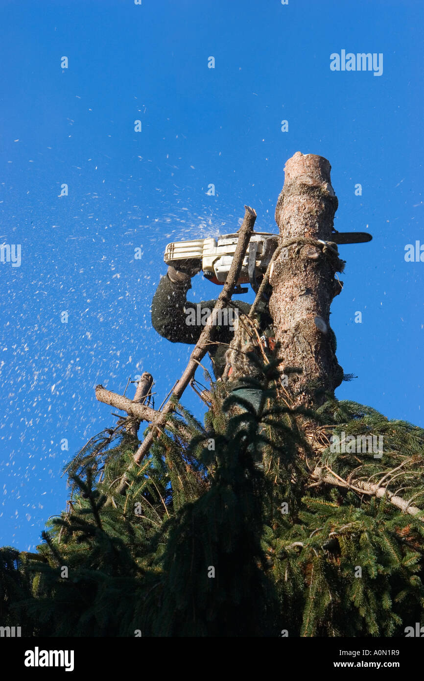 Fells tree lumberjack hi-res stock photography and images - Alamy