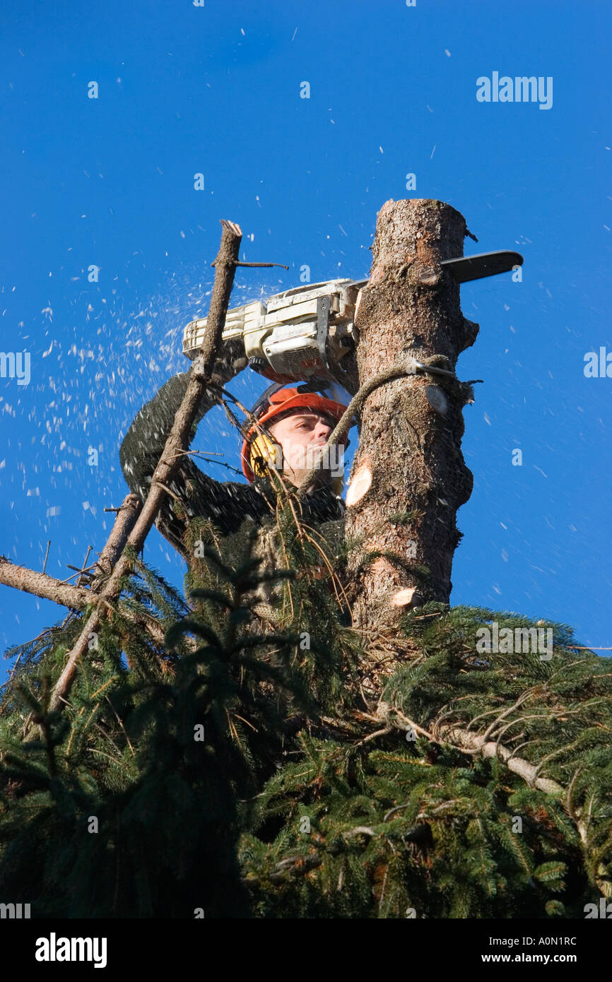 Lumberjack fells a tree in a domestic garden Karlsruhe Germany December ...