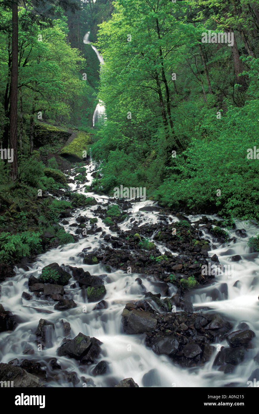 Temperate rainforest columbia gorge hi-res stock photography and images ...