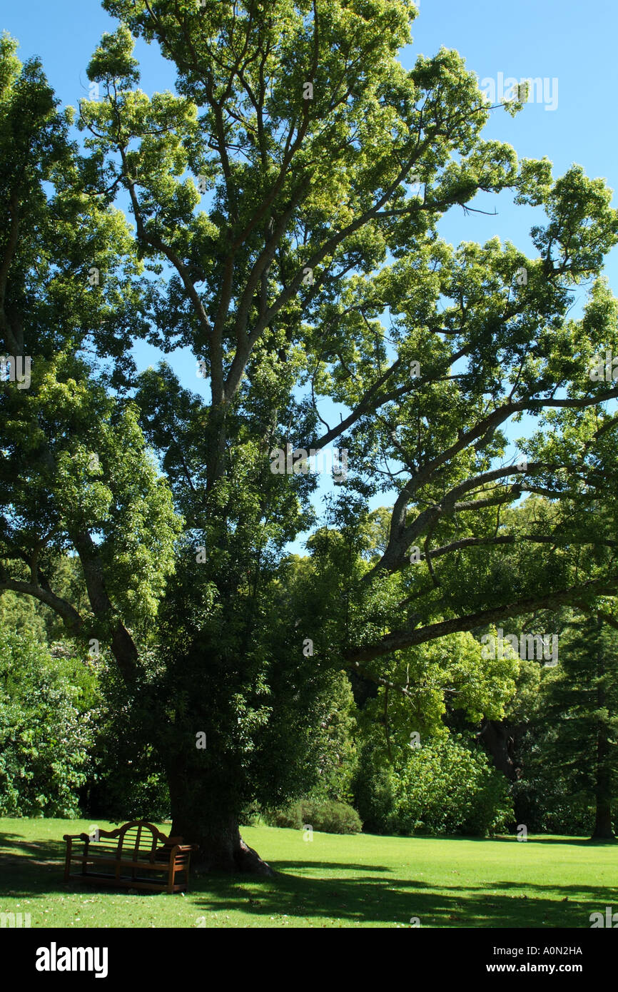 Camphor tree planted 1700 on the Vergelegen Wine estate near Somerset ...