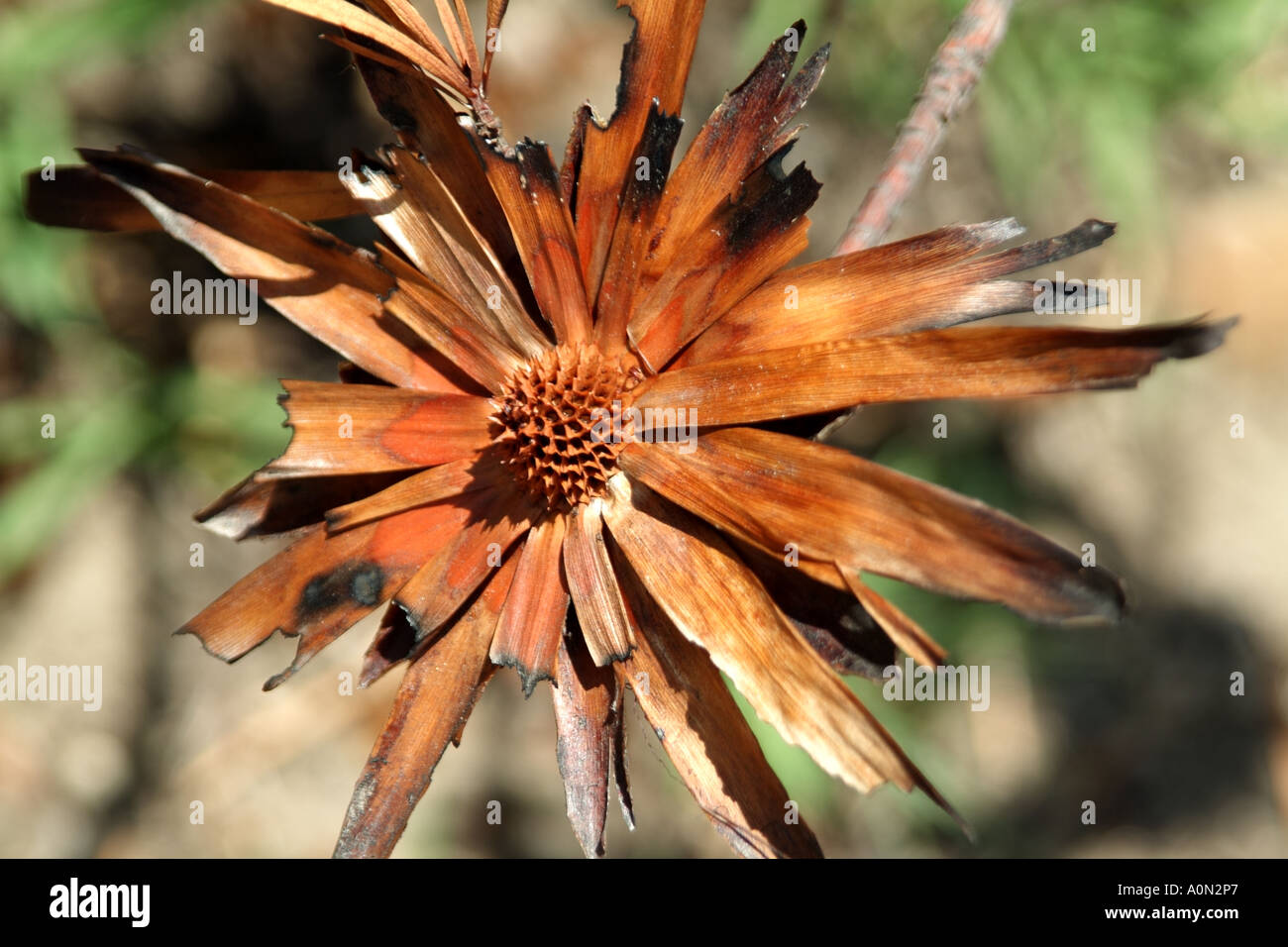 Burned protea hi-res stock photography and images - Alamy