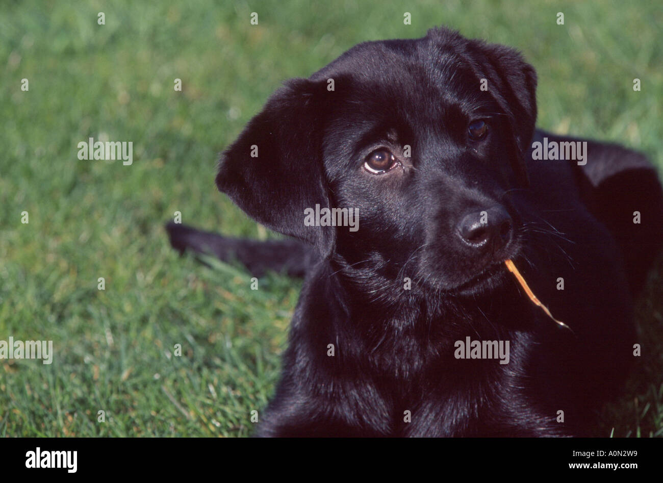 Frisky labrador hi-res stock photography and images - Alamy