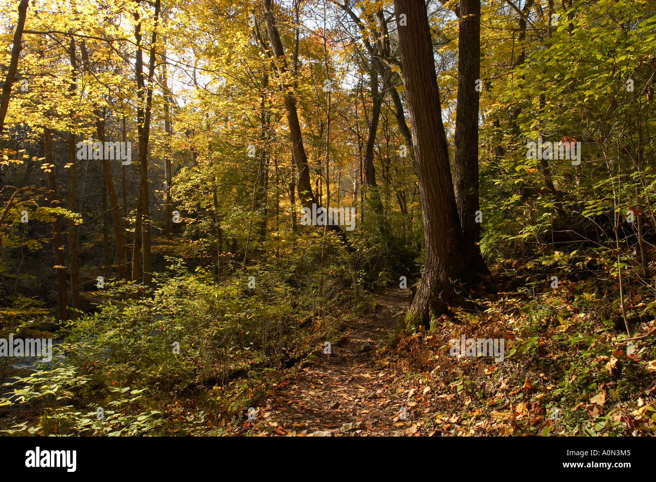 A forest in autumn in Clifton Gorge State Park in Yellow Springs, Ohio ...