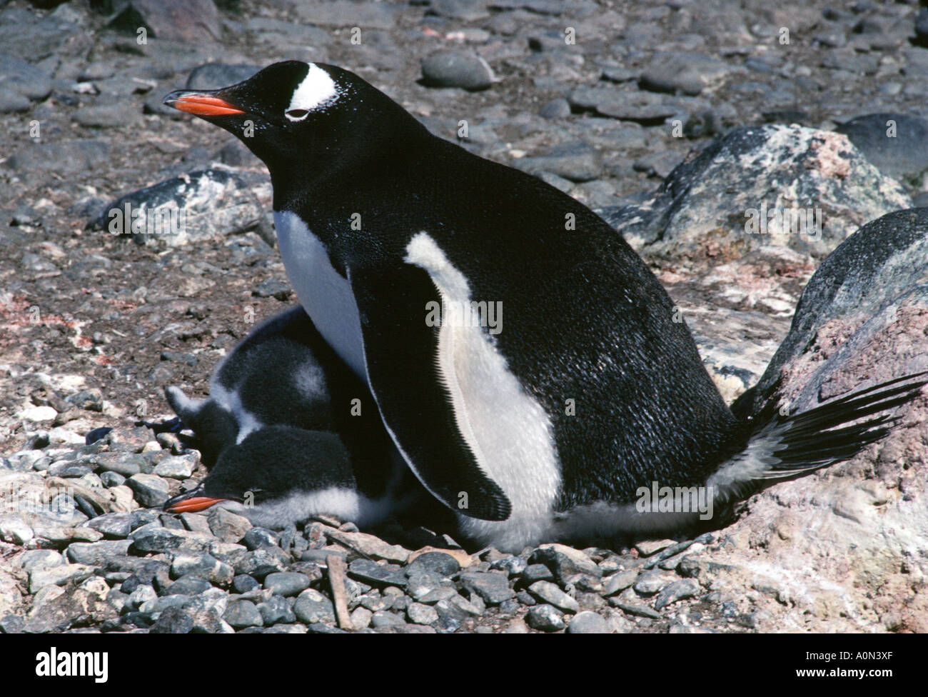 Penguin and nest hi-res stock photography and images - Alamy