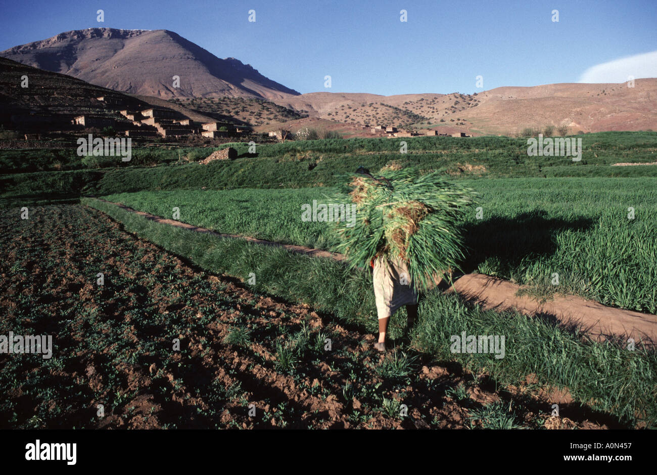 Plough girl hi-res stock photography and images - Alamy