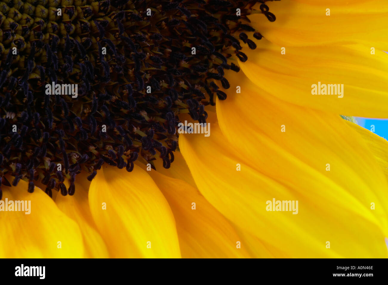 Disc florets sunflower helianthus annuus hi-res stock photography and ...