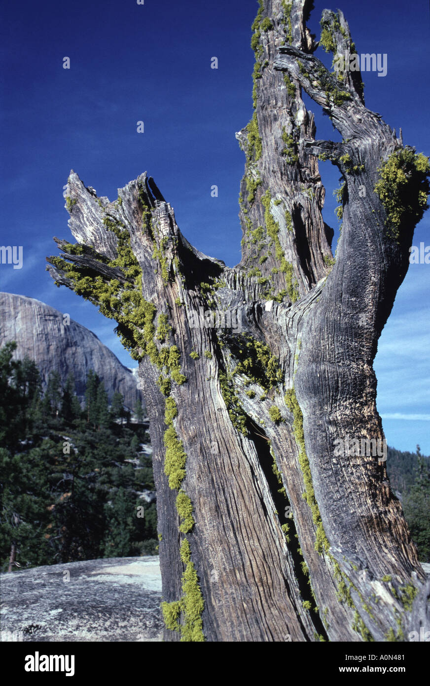 Half burnt tree hi-res stock photography and images - Alamy