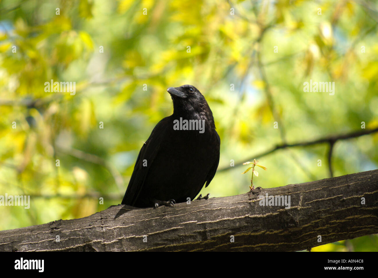 Corvus brachyrhynchos branch hi-res stock photography and images - Alamy