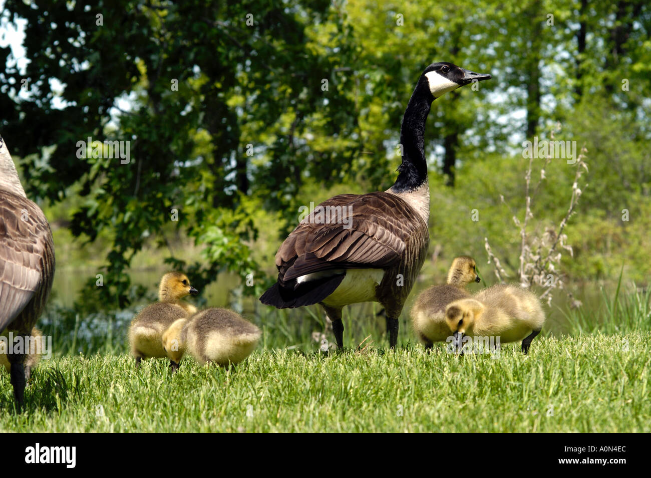 Baby Canada geese with parents Stock Photo - Alamy