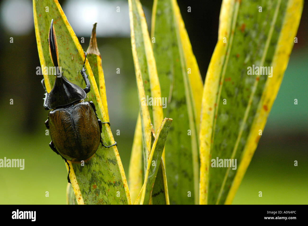 Hercules beetle costa rica hi-res stock photography and images - Alamy