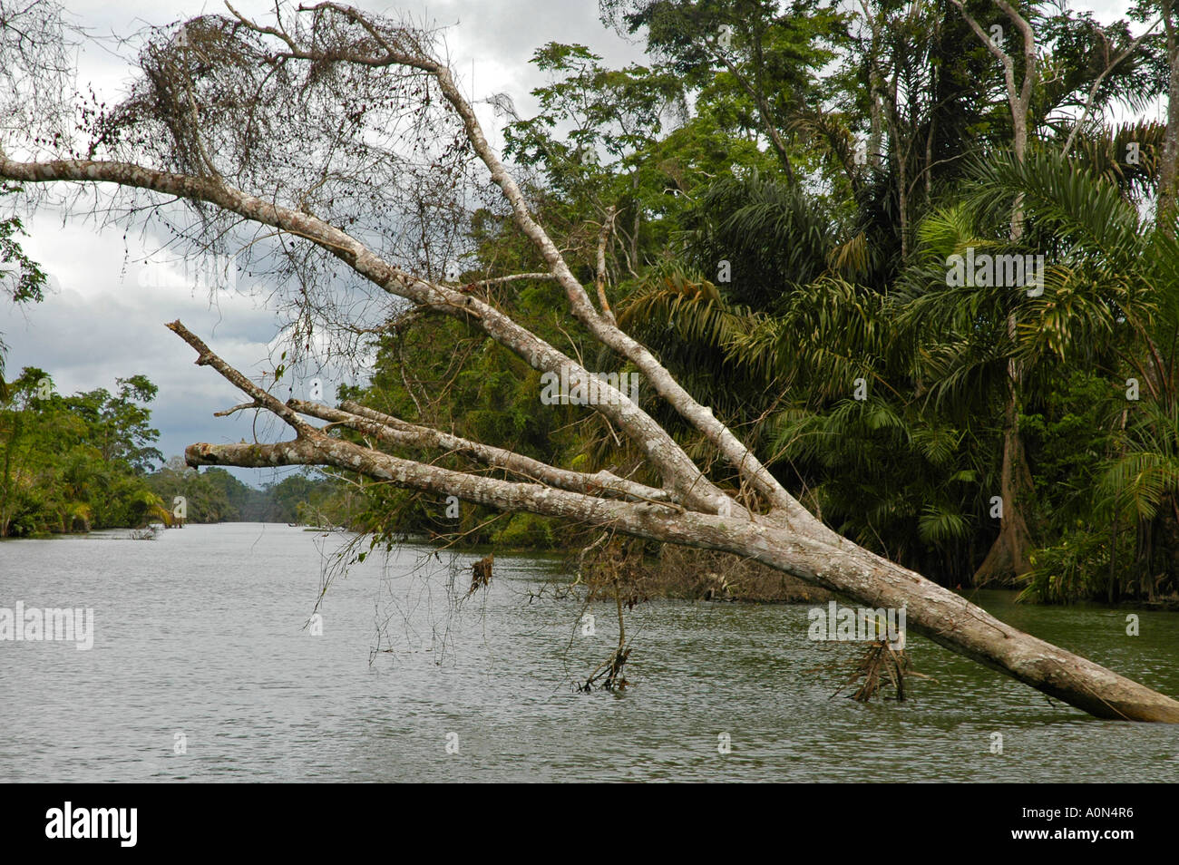 Fallen tree in channel of Tortuguero area, Costa Rica, Central America ...