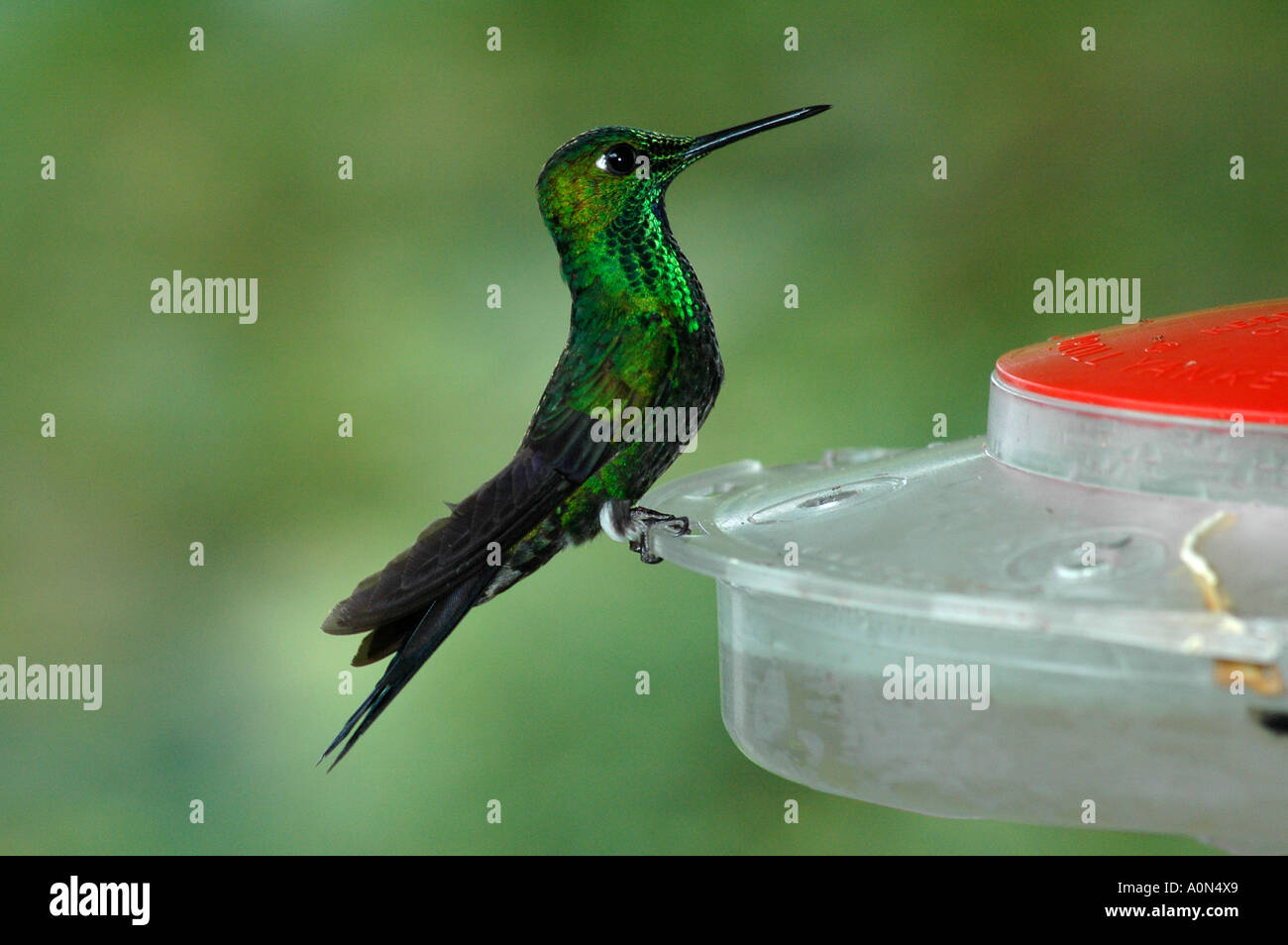 Frentiverde hi-res stock photography and images - Alamy