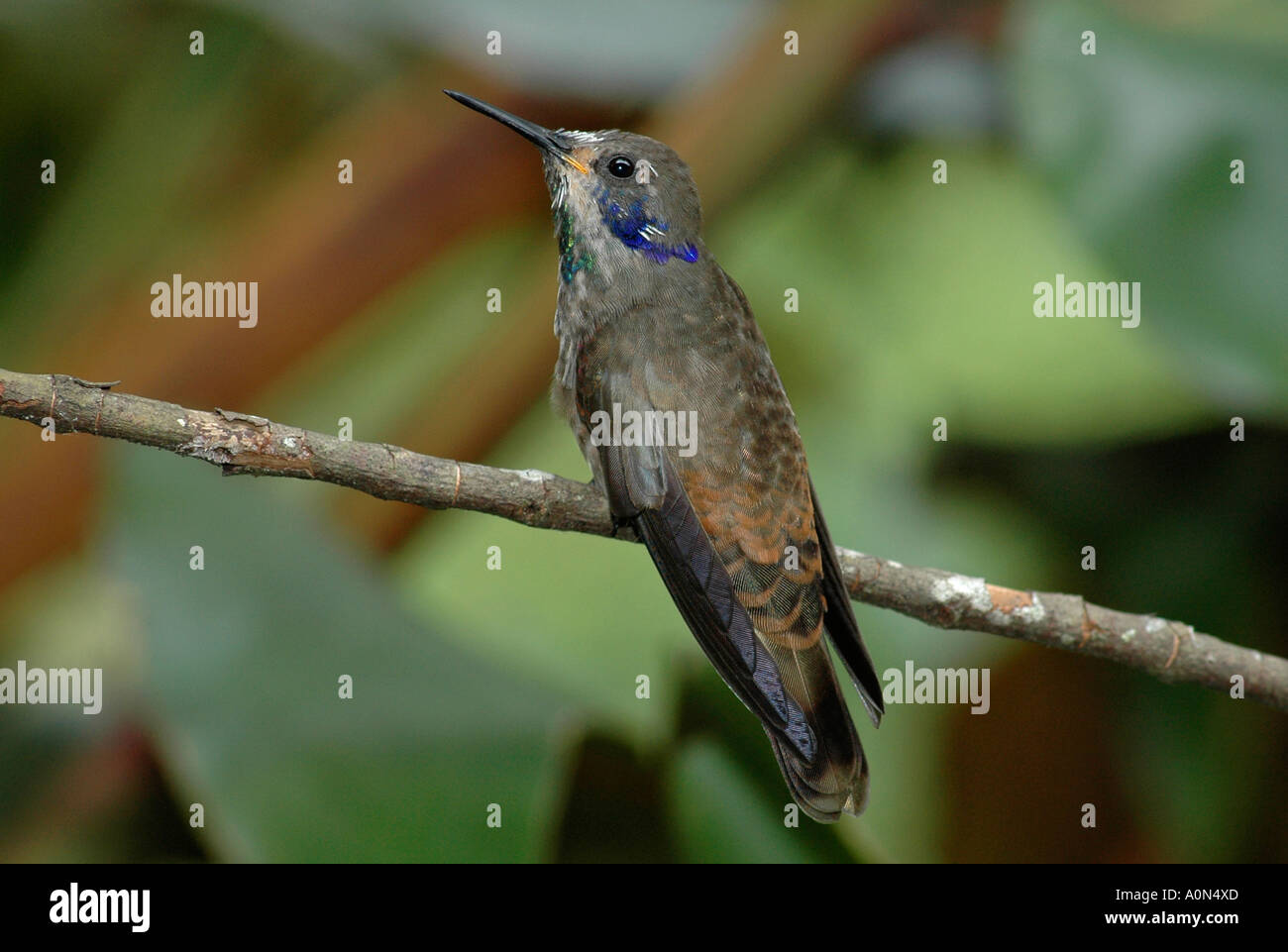 Little costa rican bird hi-res stock photography and images - Alamy