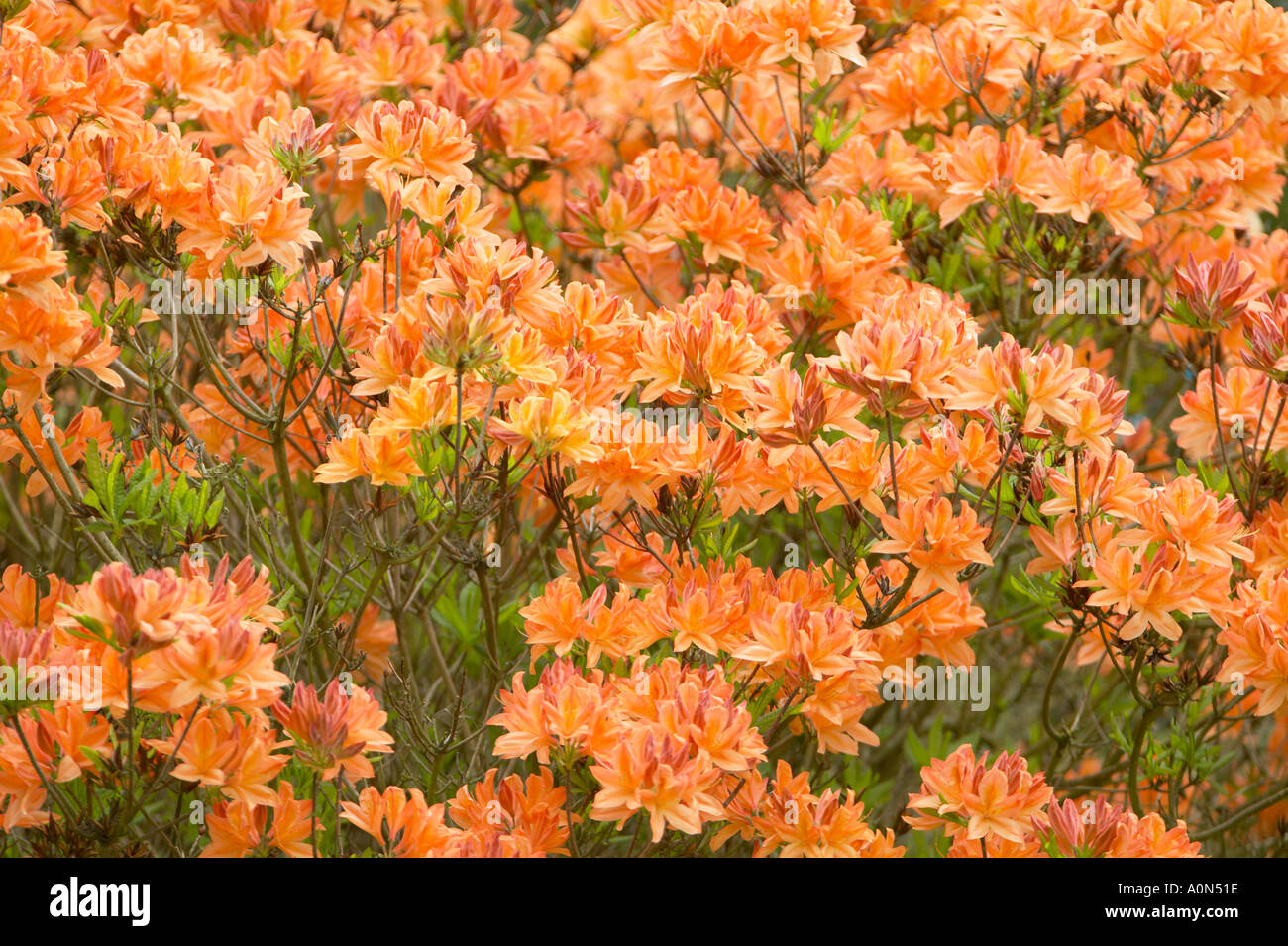 Sussex, England. Azalea shrub "Gloria Mundi" in full bloom with orange ...