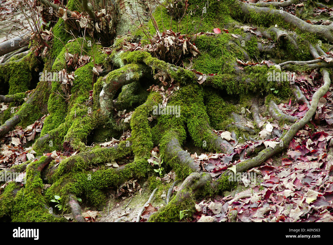 Above ground roots hi-res stock photography and images - Alamy