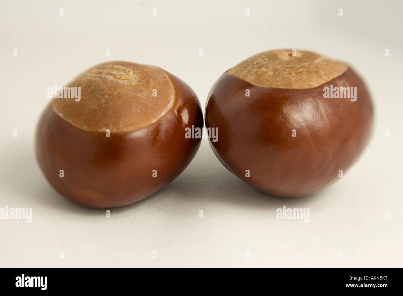 Close up of two conkers Stock Photo - Alamy
