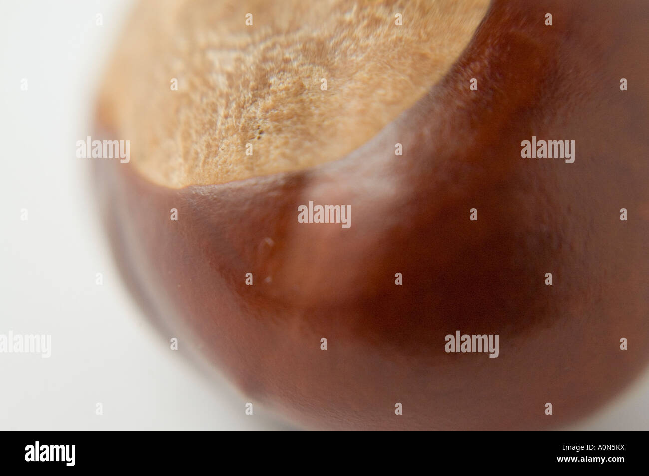 Close up of a conker Stock Photo - Alamy