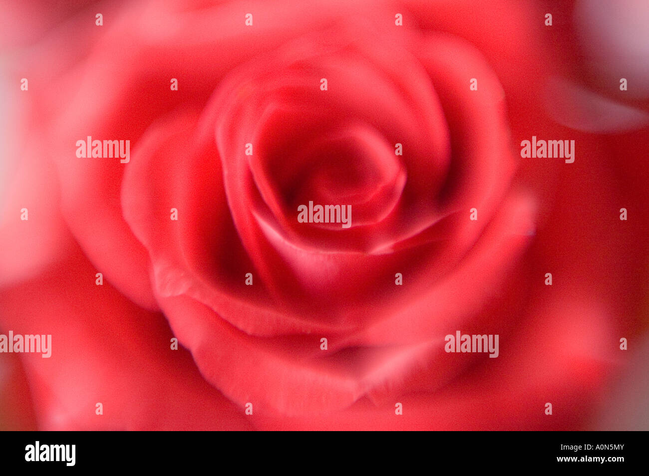 Soft focus close up of a red rose Stock Photo - Alamy