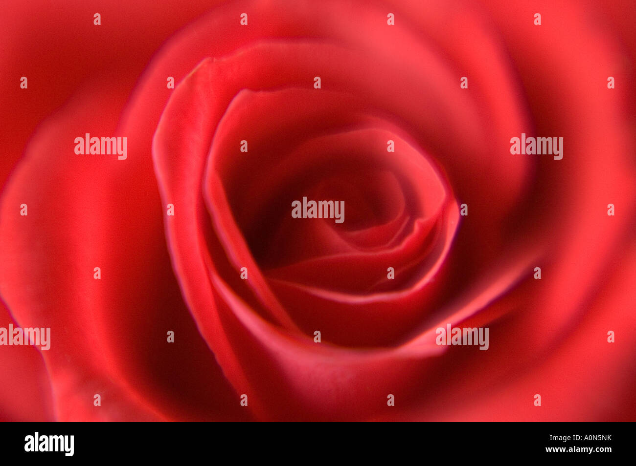 Close up of a red rose Stock Photo - Alamy