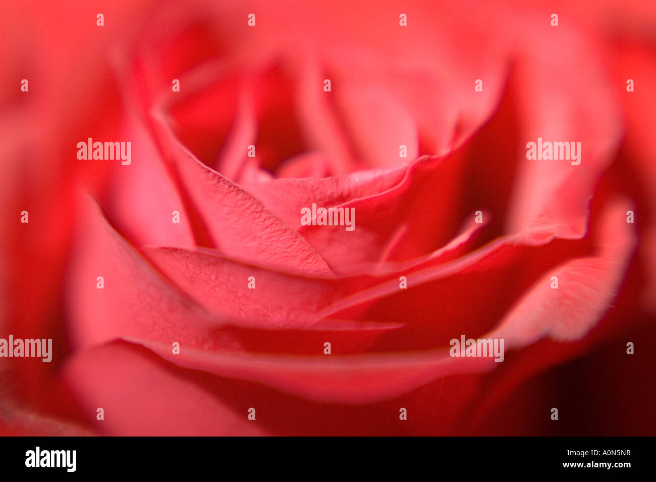 Close up of a red rose Stock Photo - Alamy