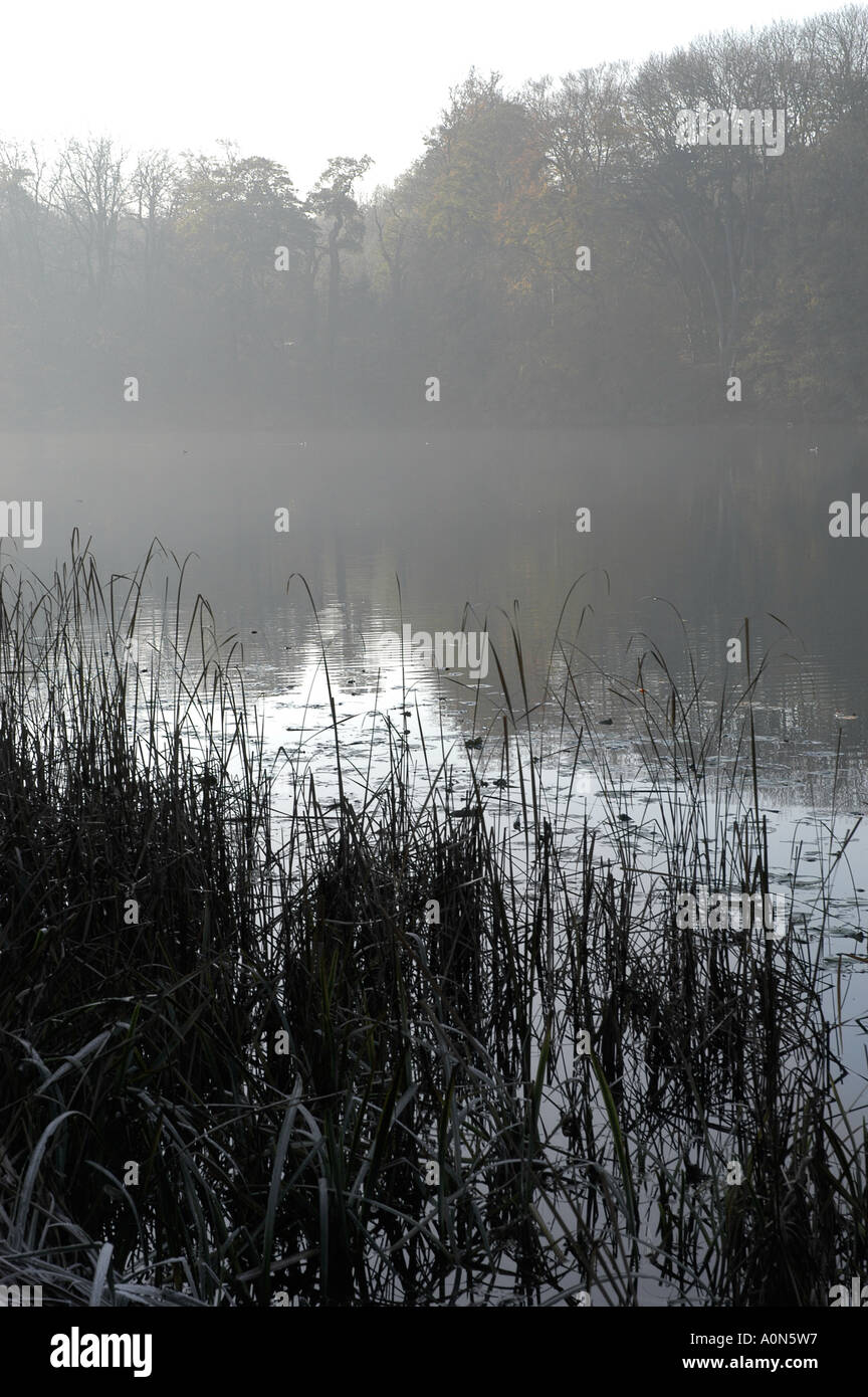 Reeds at the side of the water Stock Photo - Alamy