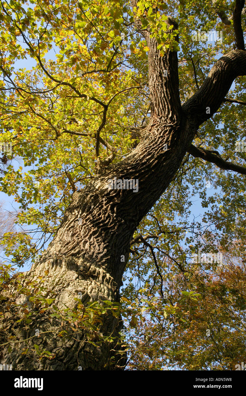 Looking up into old oak tree Stock Photo - Alamy