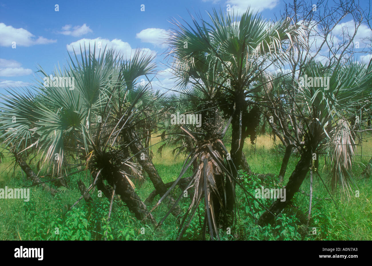 Group palm trees in South Africa Stock Photo - Alamy