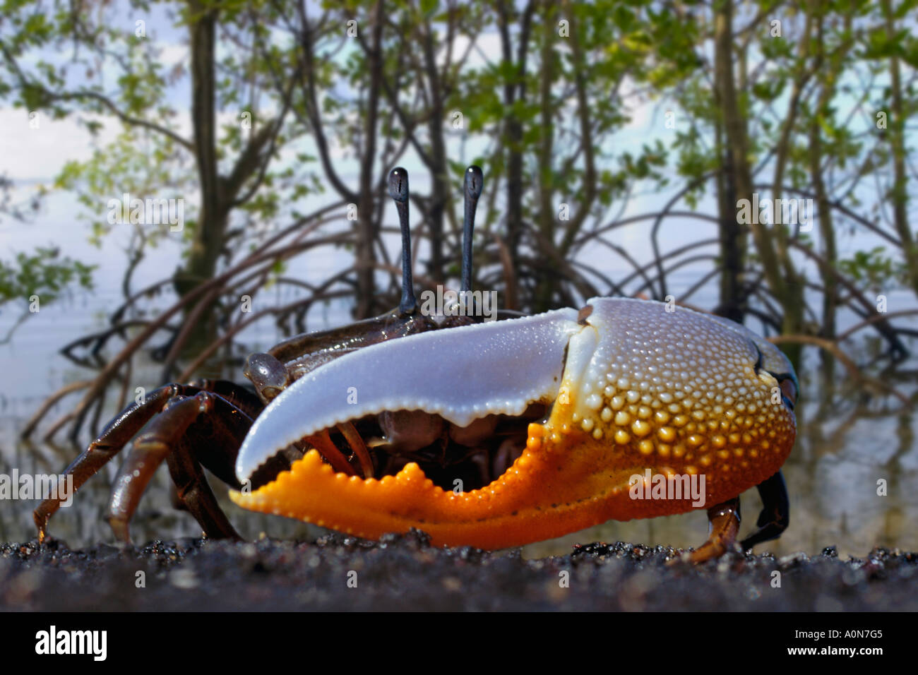 Mangrove crab indonesia hi-res stock photography and images - Alamy