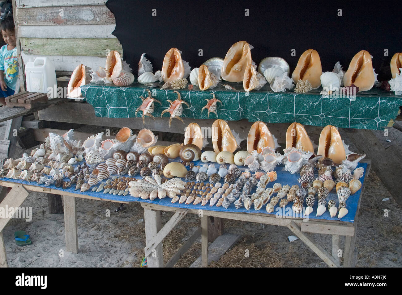 Sea shells for sale in a small village in Malaysia Stock Photo - Alamy