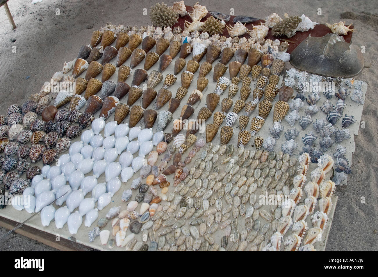 Sea shells for sale in a small village in Malaysia Stock Photo - Alamy