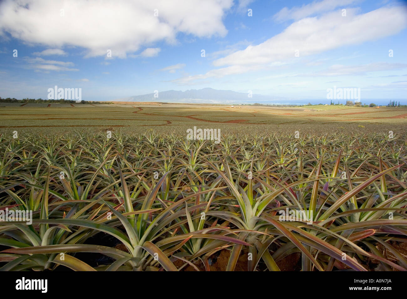 Pineapple fields on Haleakala and the West Maui Mountains in the ...