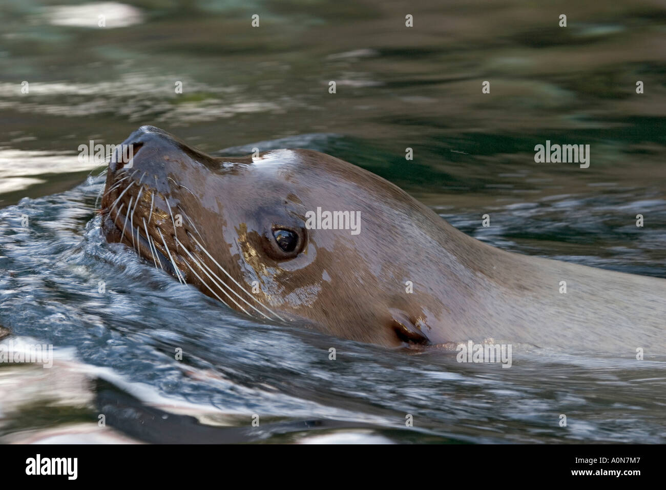 The Steller sea lion, Eumetopias jubatus, is a member of the Otariidae ...