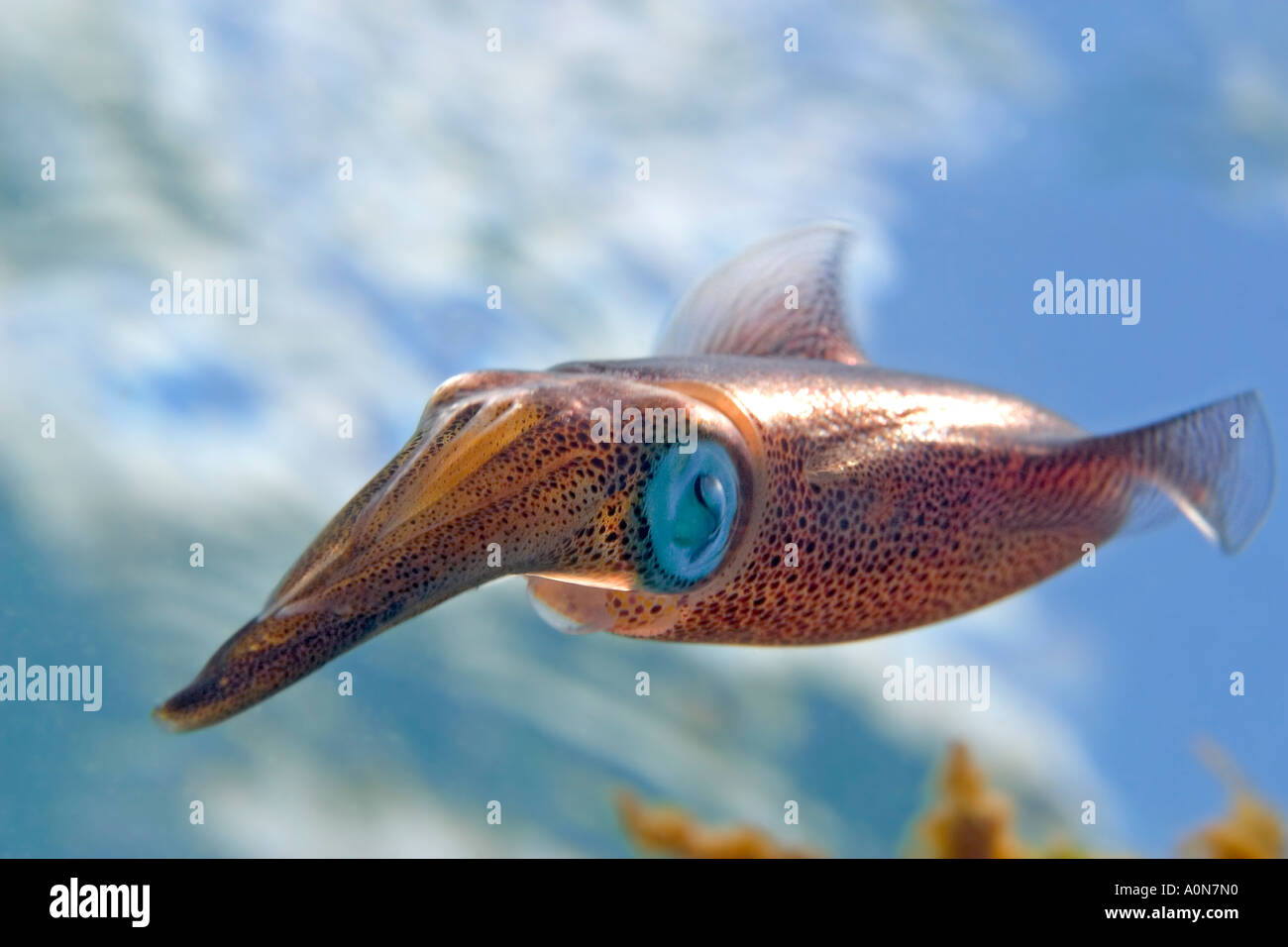 Oval squid sepioteuthis lessoniana hawaii hi-res stock photography and ...