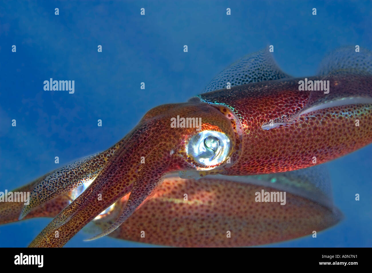 Oval squid sepioteuthis lessoniana hawaii hi-res stock photography and ...
