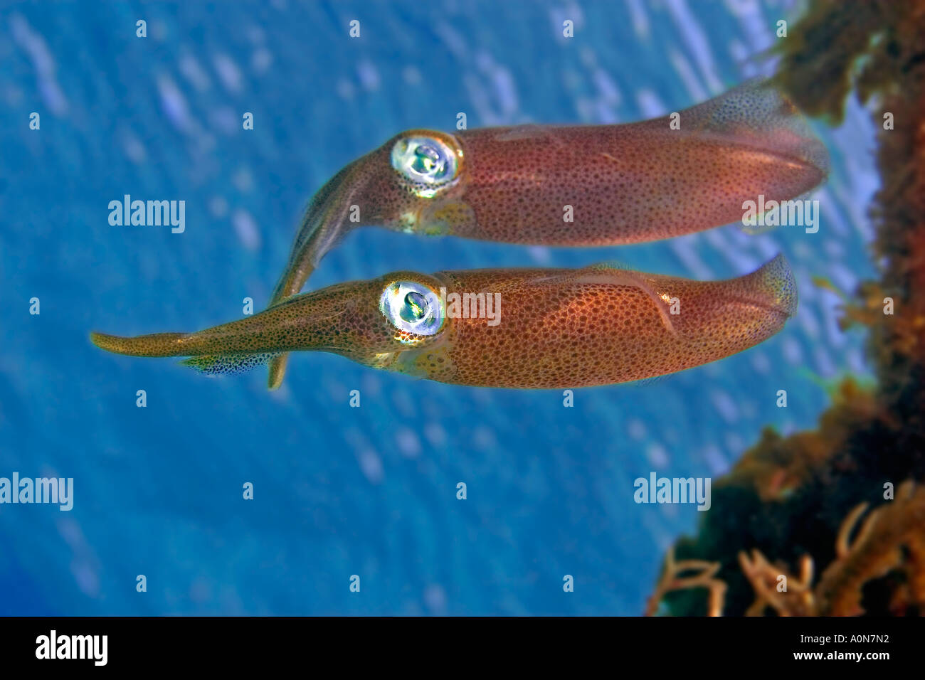 The male oval squid, Sepioteuthis lessoniana, can reach 14 inches in ...