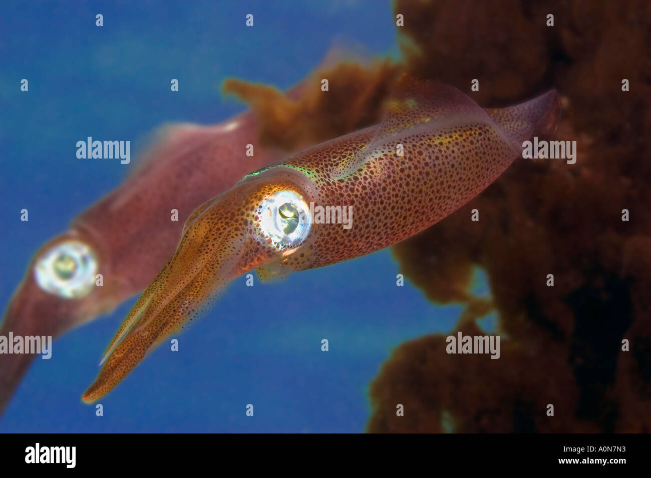 Oval squid sepioteuthis lessoniana hawaii hi-res stock photography and ...