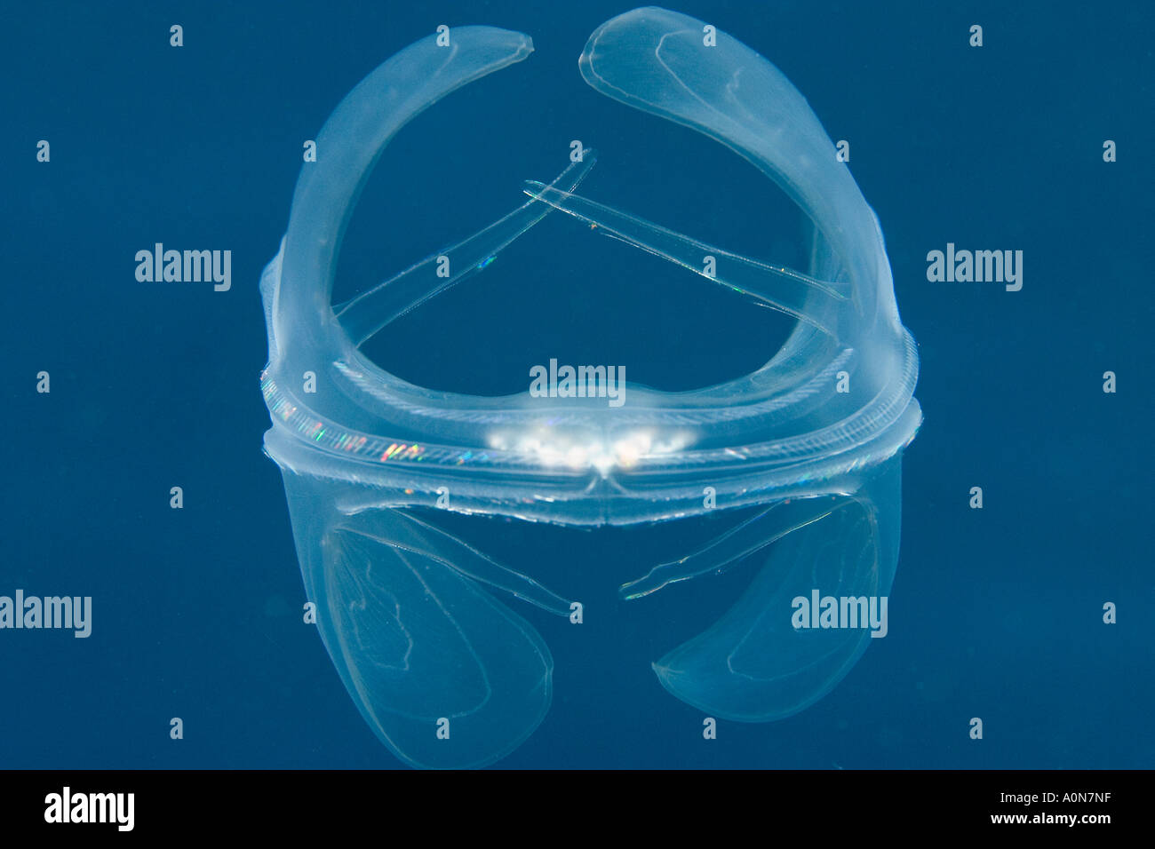 Ocyropsis maculata hi-res stock photography and images - Alamy